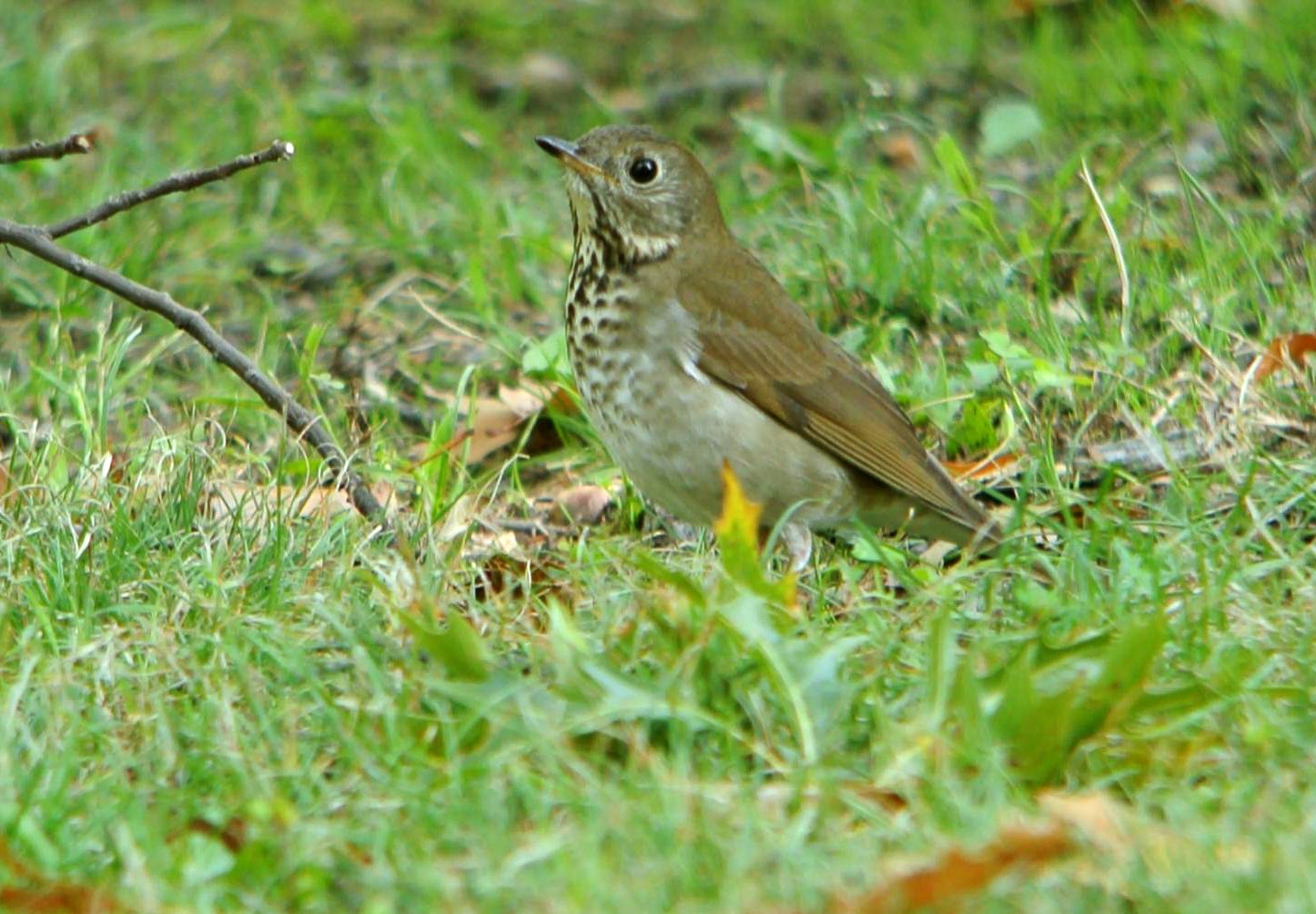 ハイイロチャツグミ (Catharus minimus) - Picture Bird