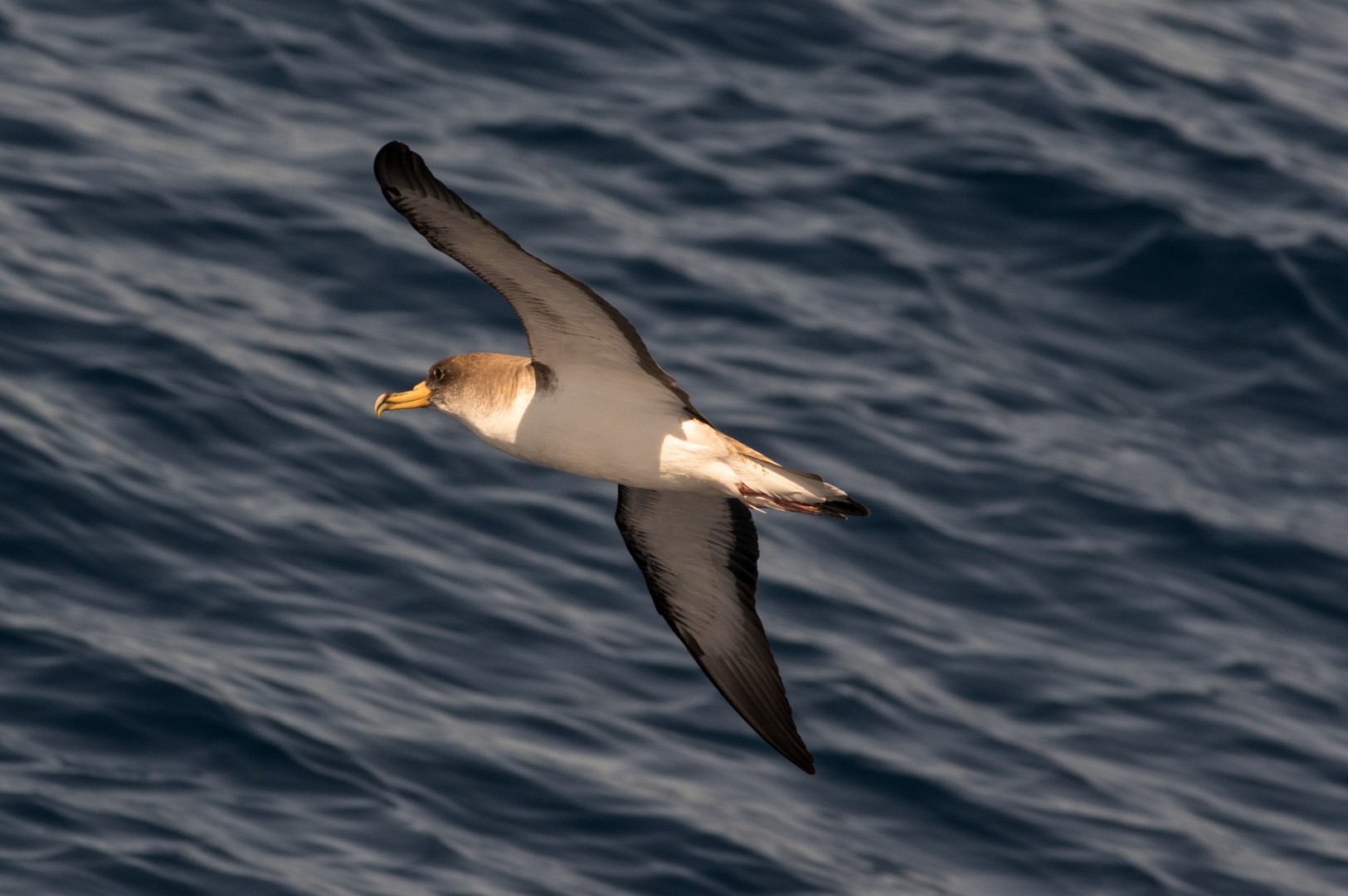 Calonectris (Calonectris) - Picture Bird