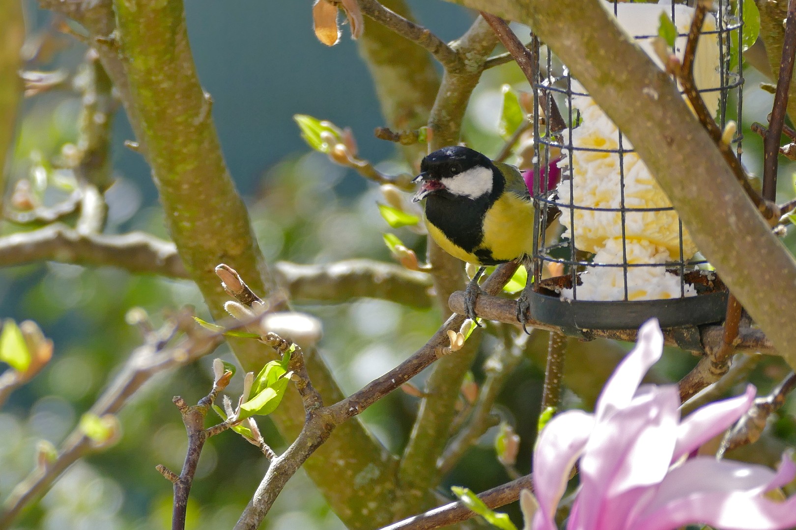 Parus major major (Parus major major) - Picture Bird