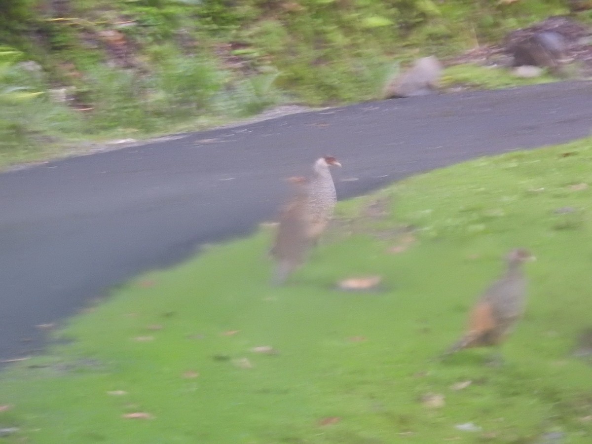 Catreus (Catreus) - Picture Bird