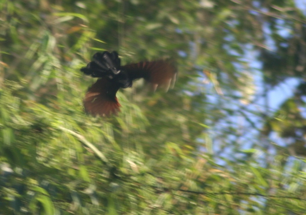 Cucal filipino (Centropus viridis) - Picture Bird
