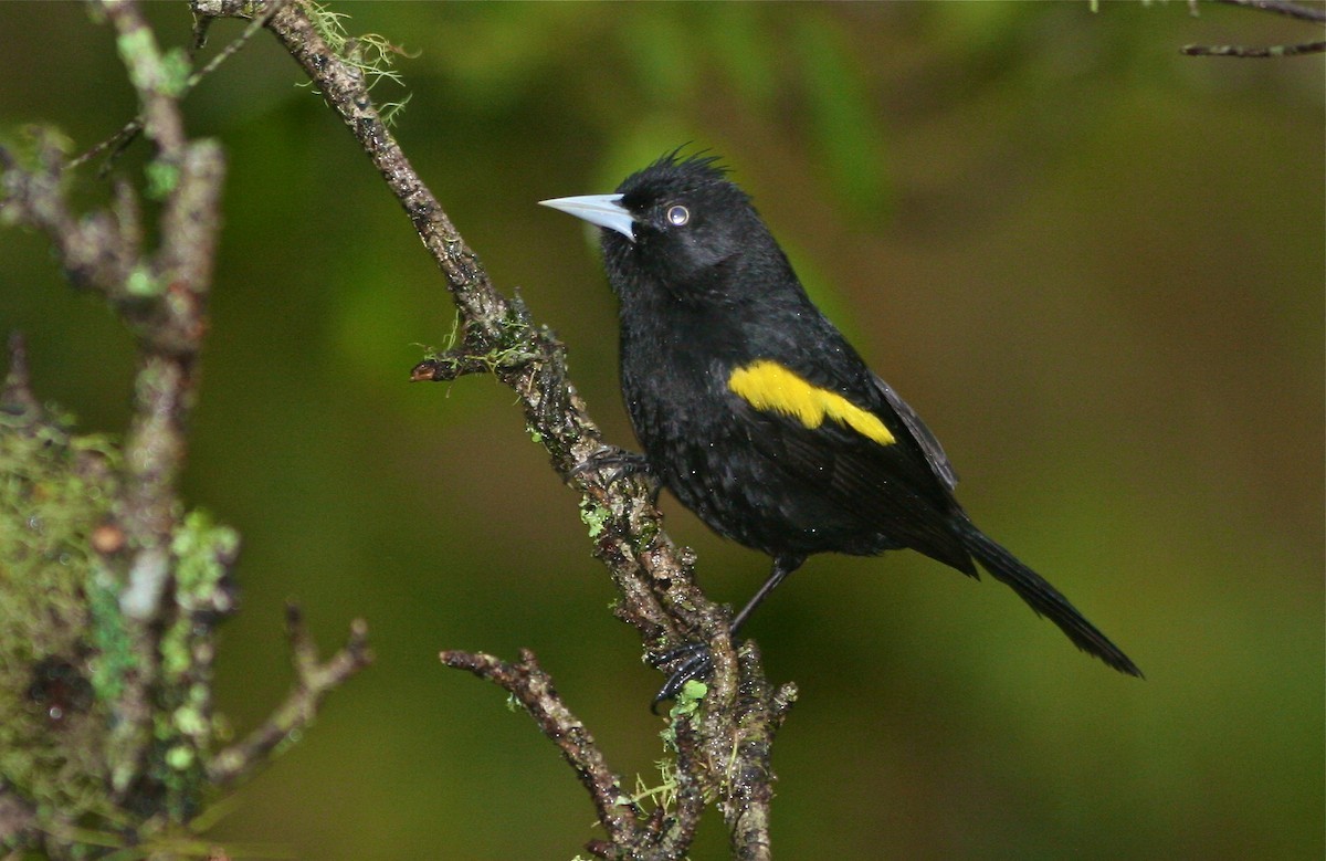 Cacique aliamarillo (Cacicus chrysopterus) - Picture Bird