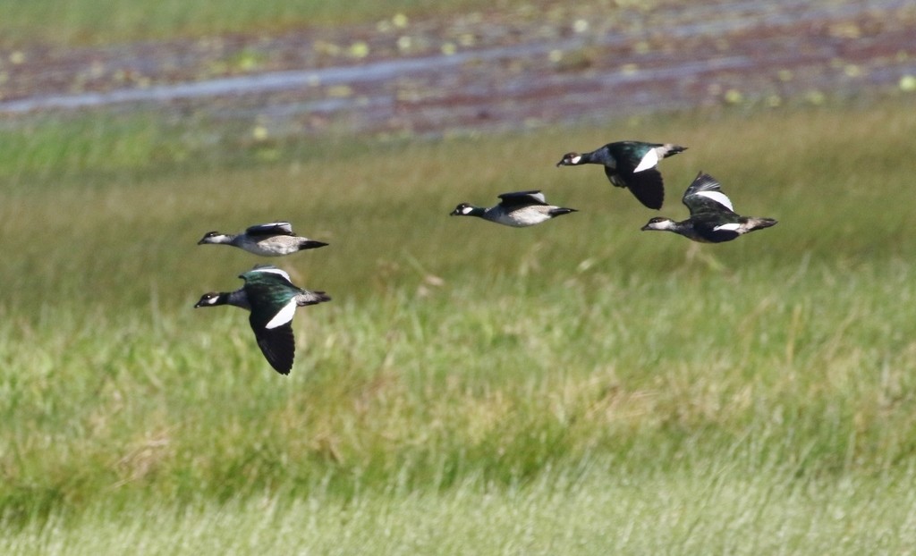 Gansito australiano (Nettapus pulchellus) - Picture Bird