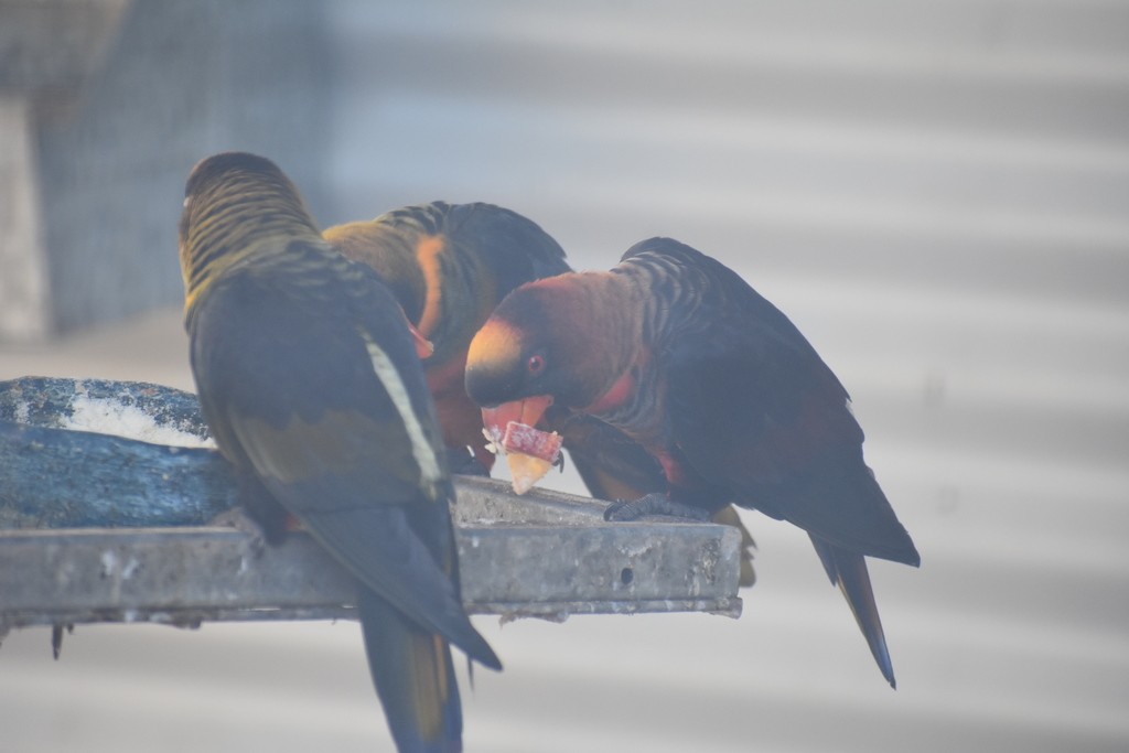 Lori sombrío (Pseudeos fuscata) - Picture Bird