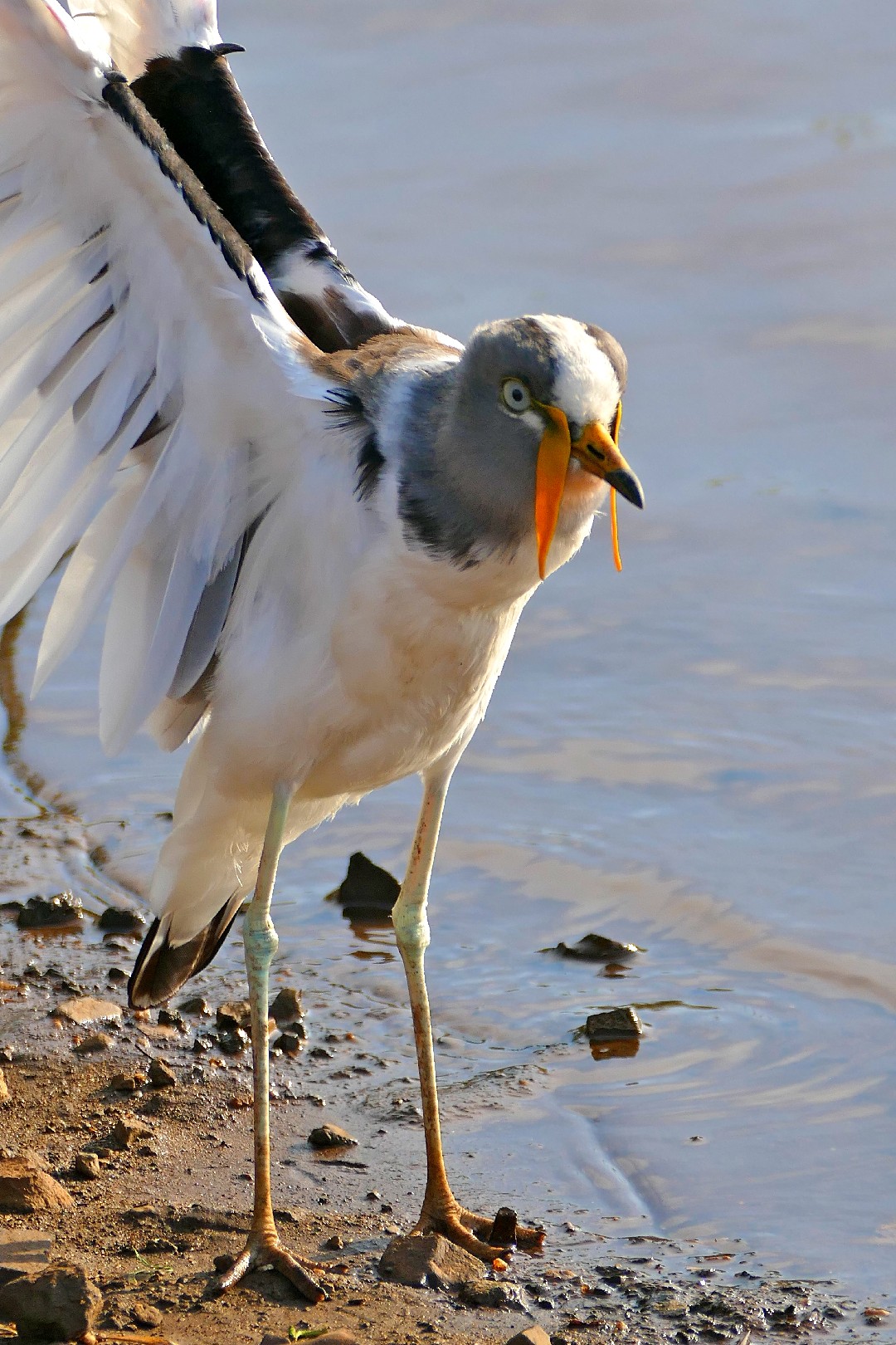 シロガシラトサカゲリ (Vanellus albiceps) - Picture Bird