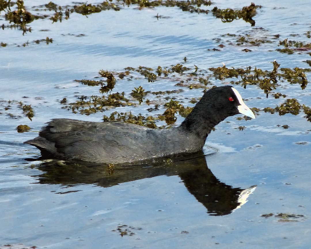 Eurasian coot (Fulica atra) - Picture Bird