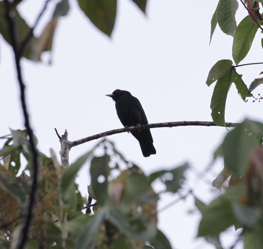 Oropéndola negra (Oriolus hosii) - Picture Bird