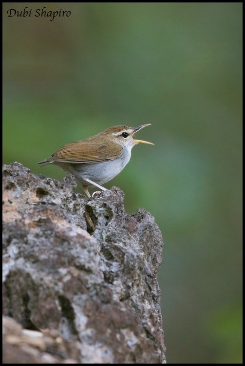 チモールヤブサメ (Urosphena subulata) - Picture Bird