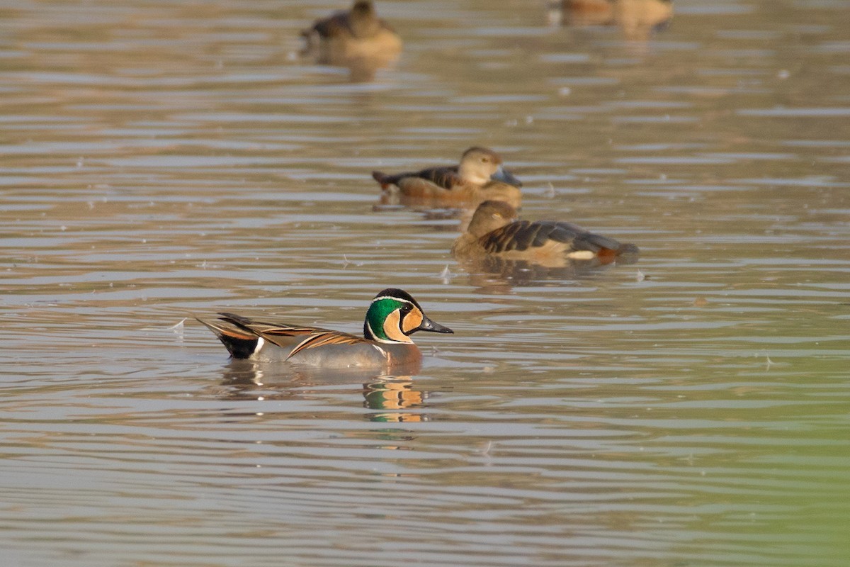 Eigentliche enten (Anas) - Picture Bird