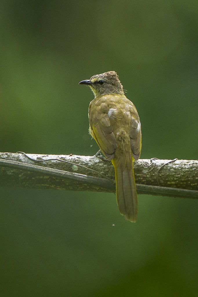Bulbul amarillento (Pycnonotus flavescens) - Picture Bird
