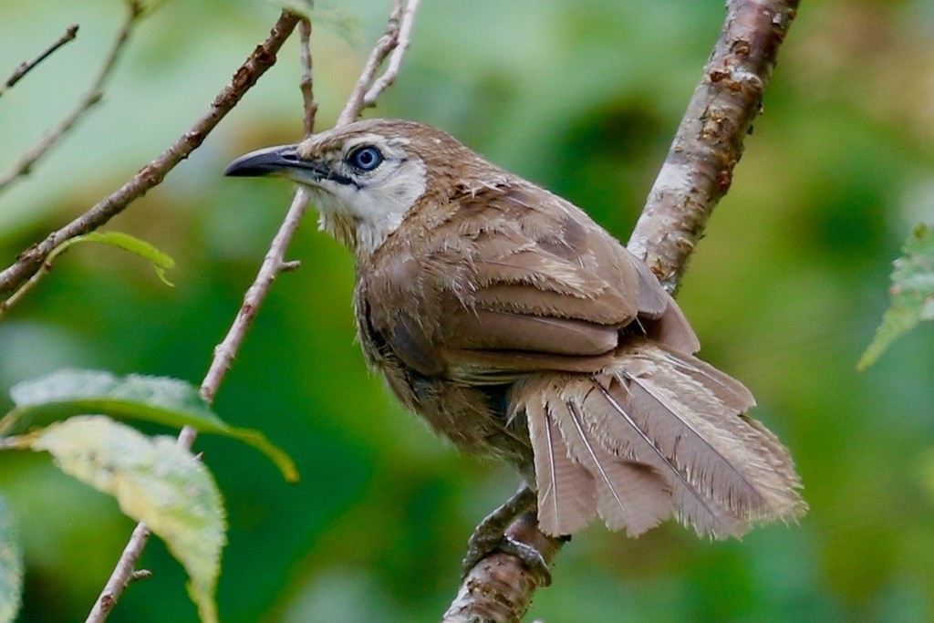 Spiny babbler (Turdoides nipalensis) - Picture Bird