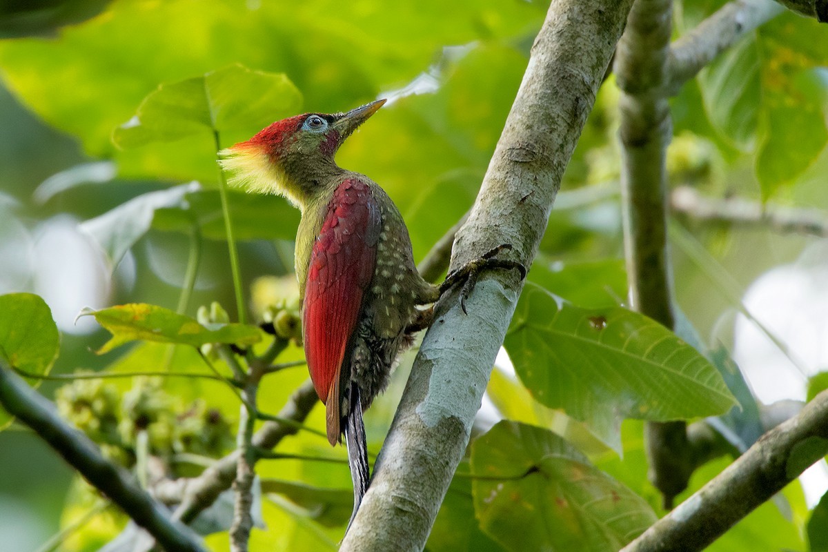 Picus (Picus) - Picture Bird