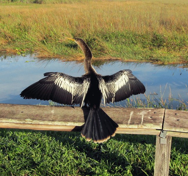 Aninga americana (Anhinga anhinga) - Picture Bird