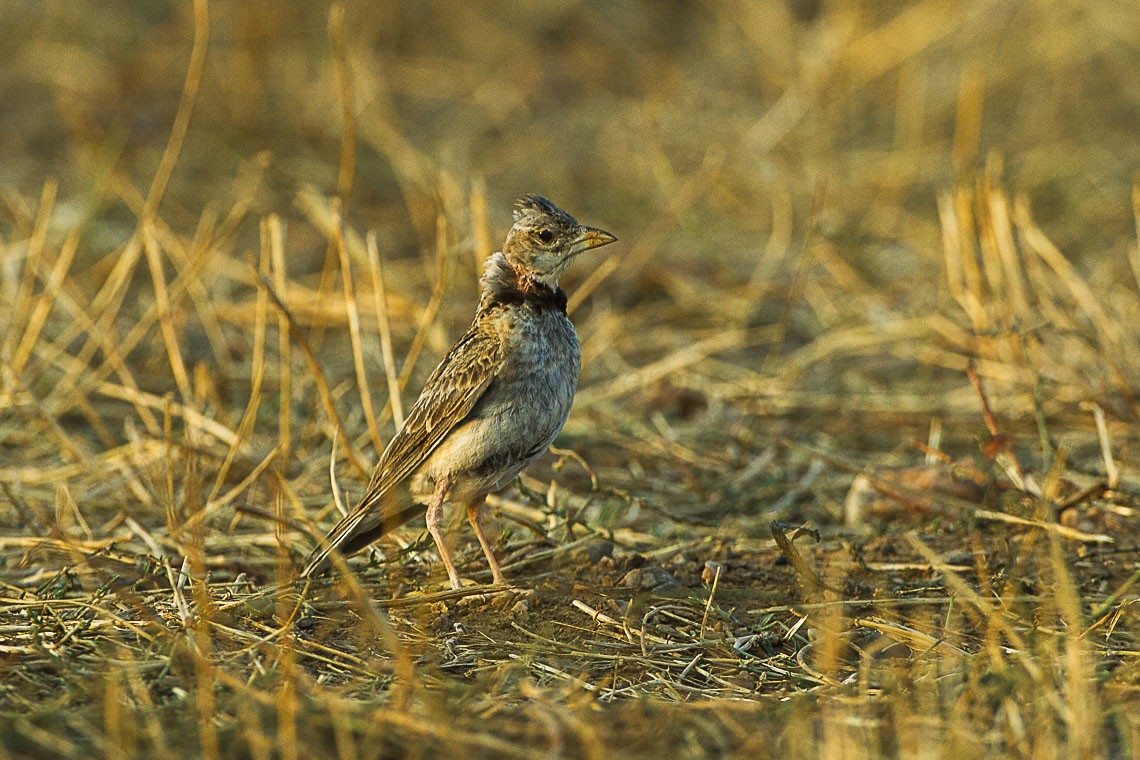 Calandria común (Melanocorypha calandra) - Picture Bird