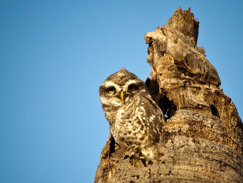 Mochuelo brahmán (Athene brama) - Picture Bird