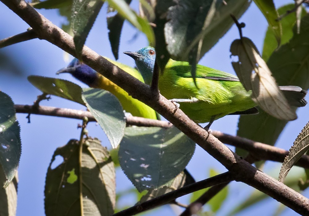 Chloropsis (Chloropsis) - Picture Bird
