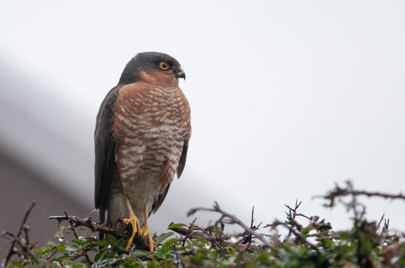 Gavilán común (Accipiter nisus) - Picture Bird