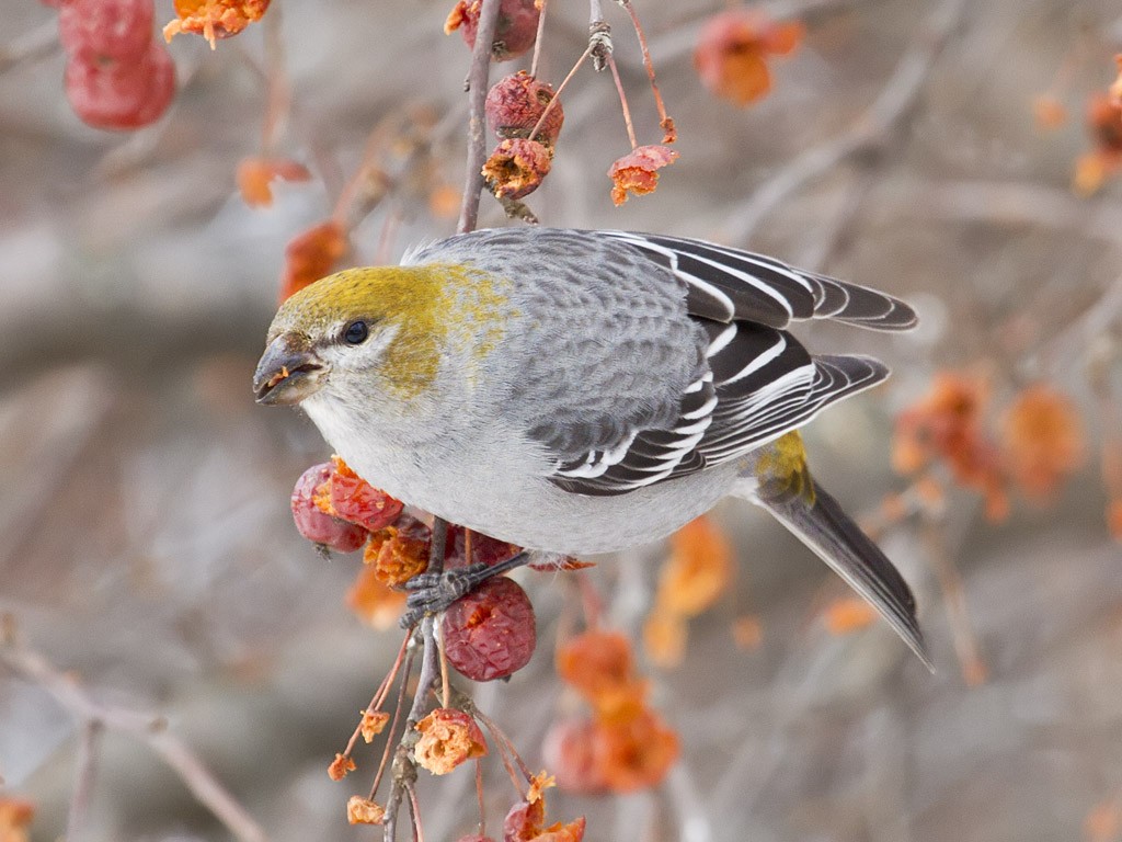 Pinicola (Pinicola) - Picture Bird
