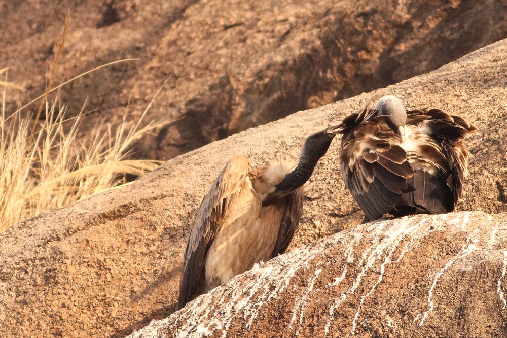インドハゲワシ (Gyps indicus) - Picture Bird