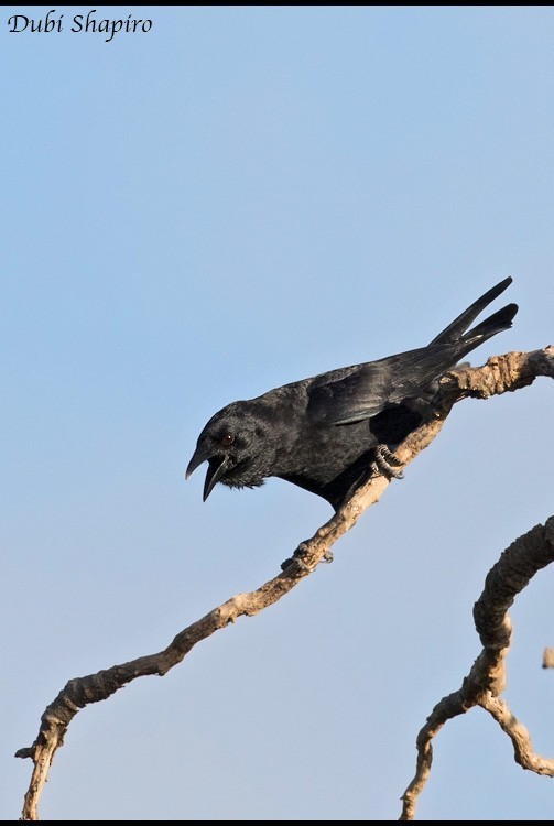 Cuervo palmero (Corvus palmarum) - Picture Bird