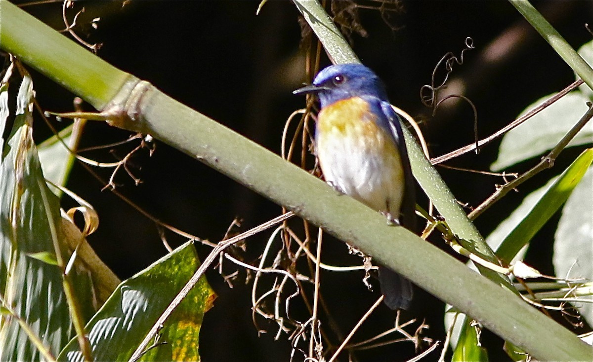 ムネアカヒメアオヒタキ (Cyornis rubeculoides) - Picture Bird