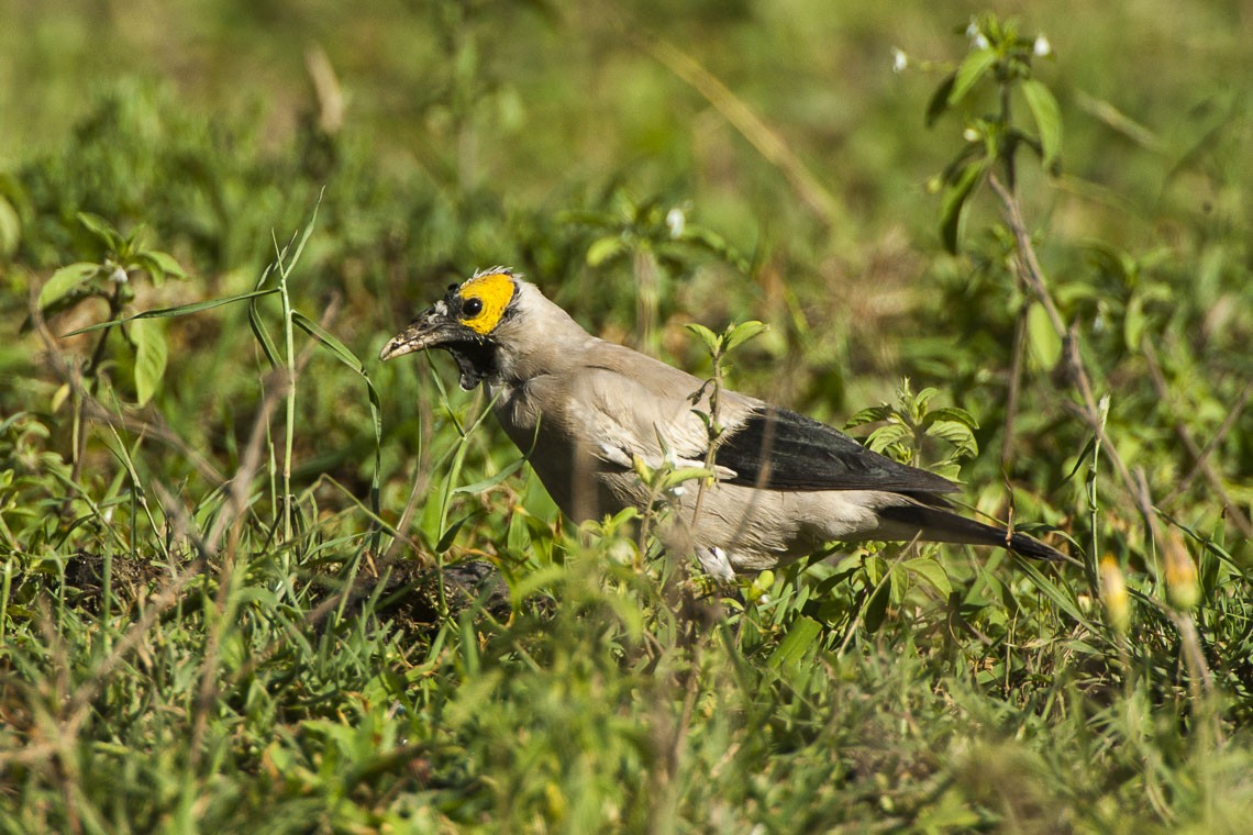 Estornino carunculado (Creatophora cinerea) - Picture Bird