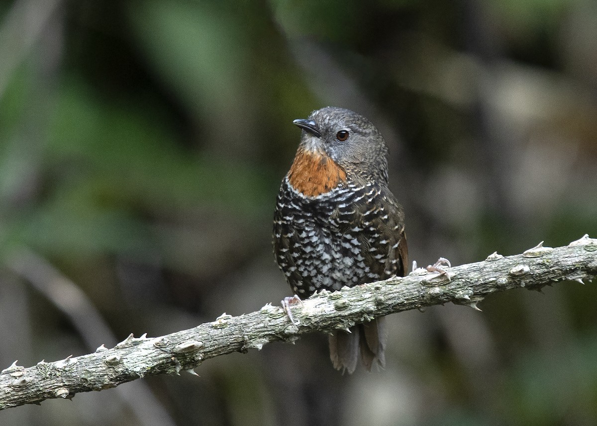 Ratina mishmi (Spelaeornis badeigularis) - Picture Bird