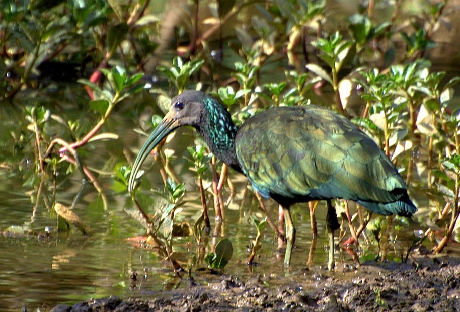 Green ibis (Mesembrinibis cayennensis) - Picture Bird