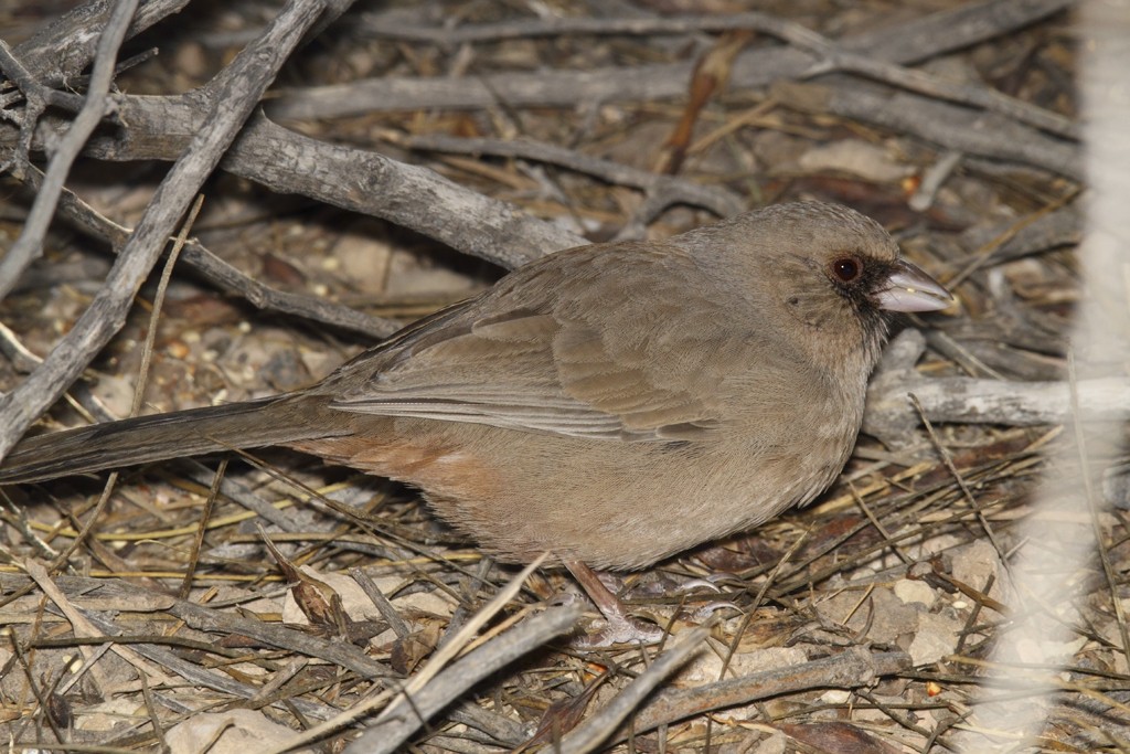 Toquí de abert (Melozone aberti) - Picture Bird