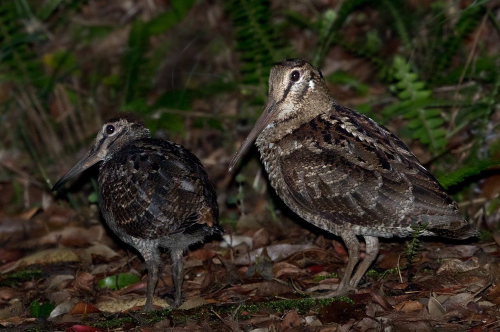 Chocha de amami (Scolopax mira) - Picture Bird