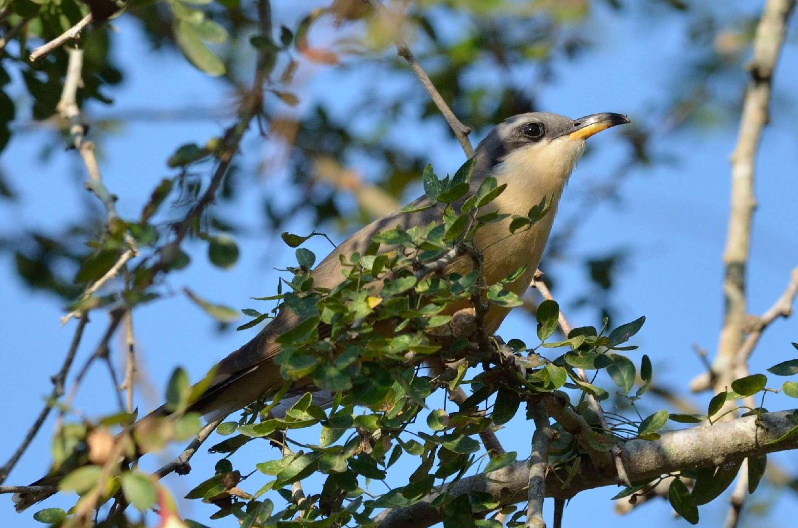 Cuclillo de manglar (Coccyzus minor) - Picture Bird