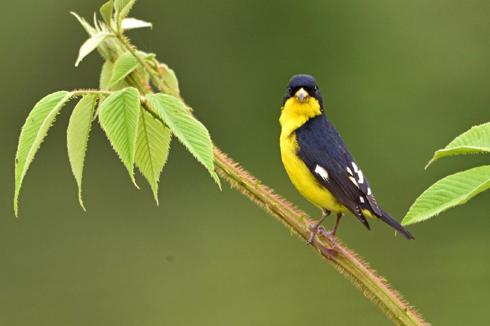 Spinus psaltria (Spinus psaltria) - Picture Bird