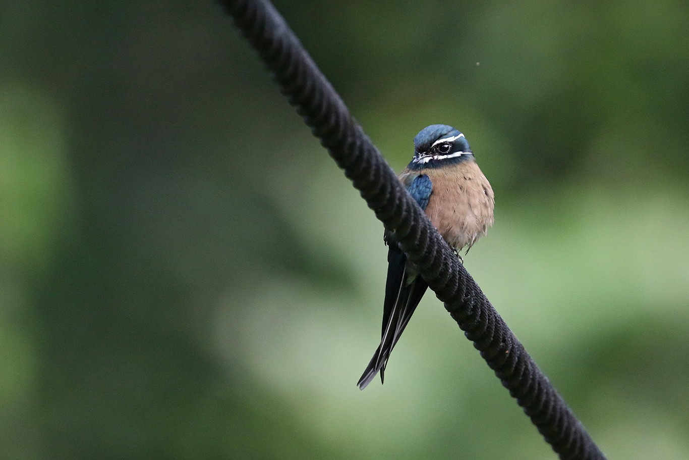 andorinhão-arborícola-pequeno (Hemiprocne comata) - Picture Bird