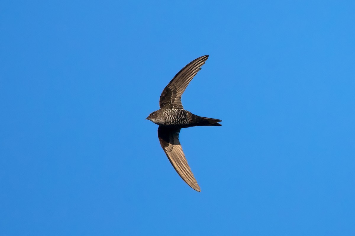 Vencejos (Apus) - Picture Bird