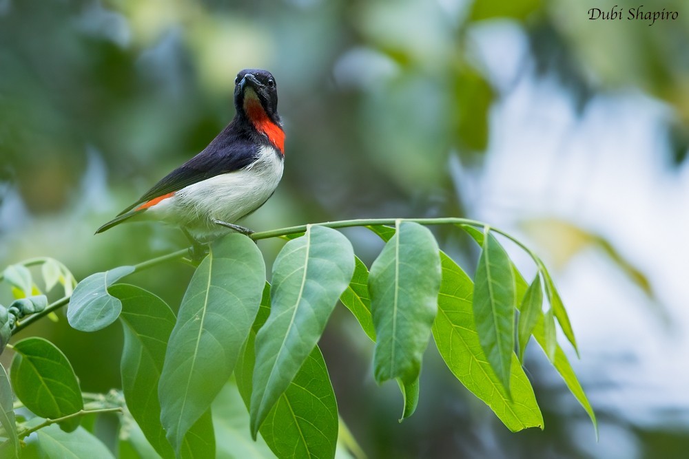 Picaflores de maugé (Dicaeum maugei) - Picture Bird