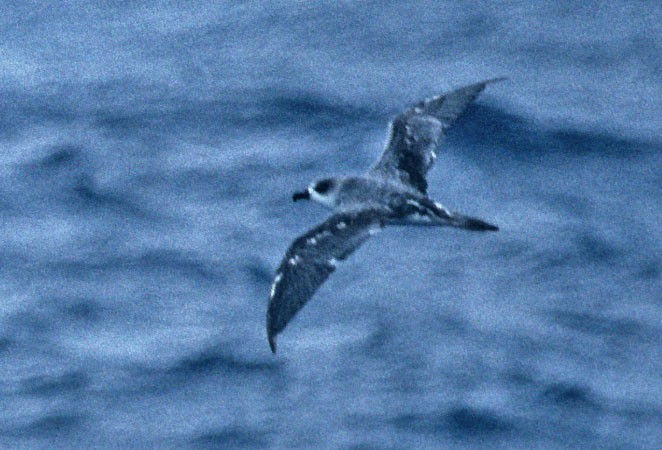 Petrel de las juan fernández (Pterodroma externa) - Picture Bird
