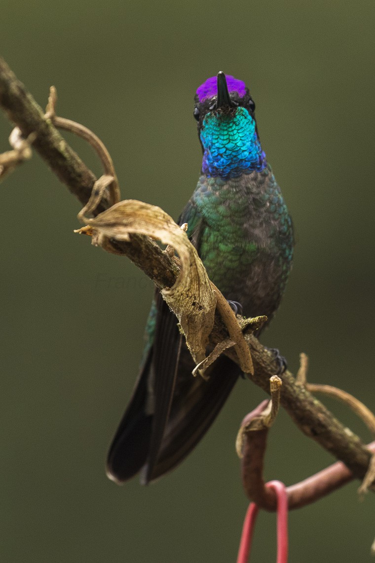 Colibrí magnífico (Eugenes fulgens) - Picture Bird