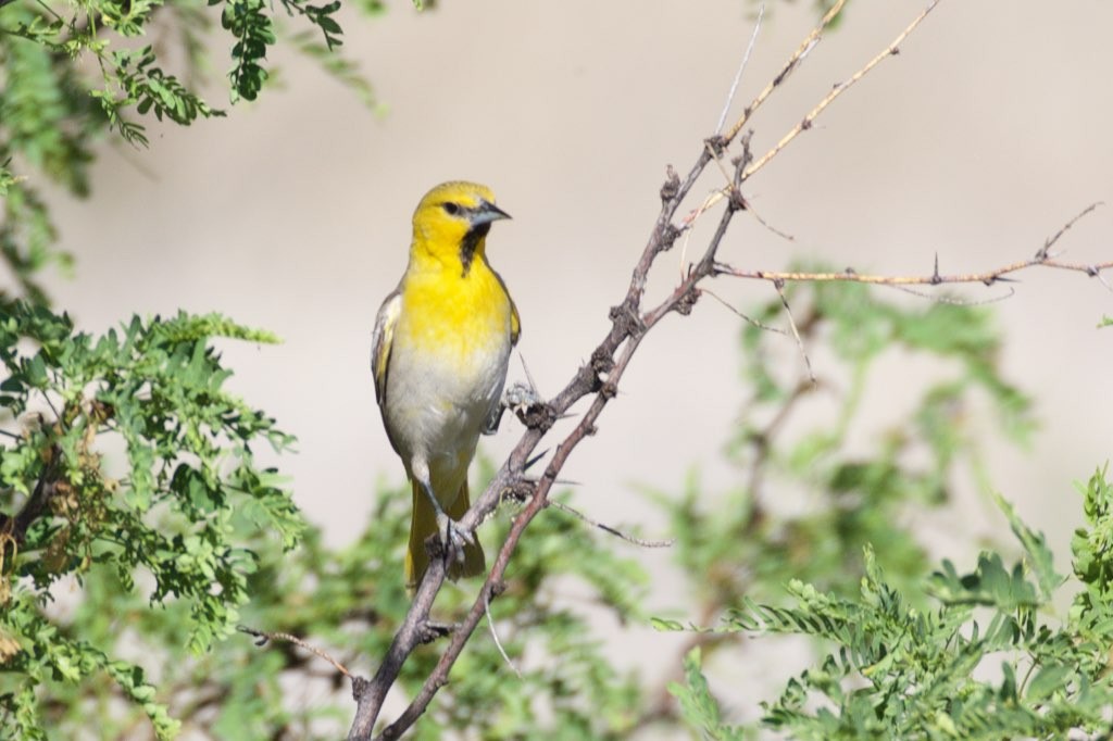Bolseros (Icterus) - Picture Bird