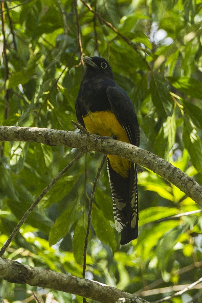 Trogón dorsiverde (Trogon viridis) - Picture Bird