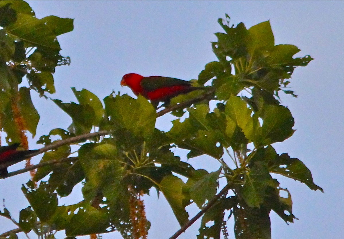 Lorius (Lorius) - Picture Bird