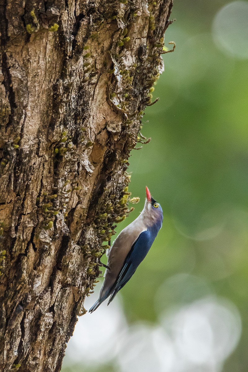 Trepador piquirrojo (Sitta frontalis) - Picture Bird