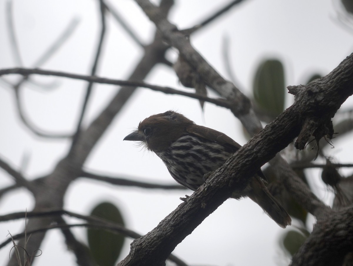 Monjilla lanceolada (Micromonacha lanceolata) - Picture Bird