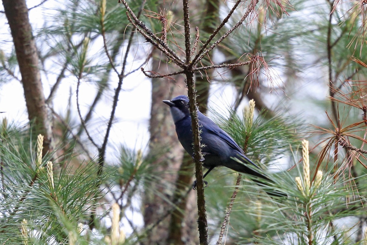 Chara enana (Cyanolyca nanus) - Picture Bird
