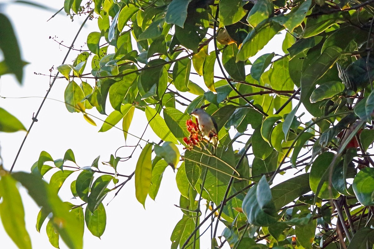 Picudo pigmeo (Oedistoma pygmaeum) - Picture Bird