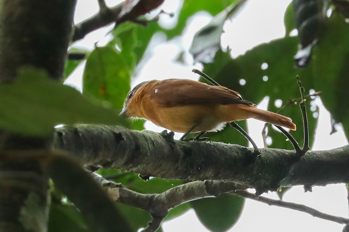 Anambé castaño (Pachyramphus castaneus) - Picture Bird
