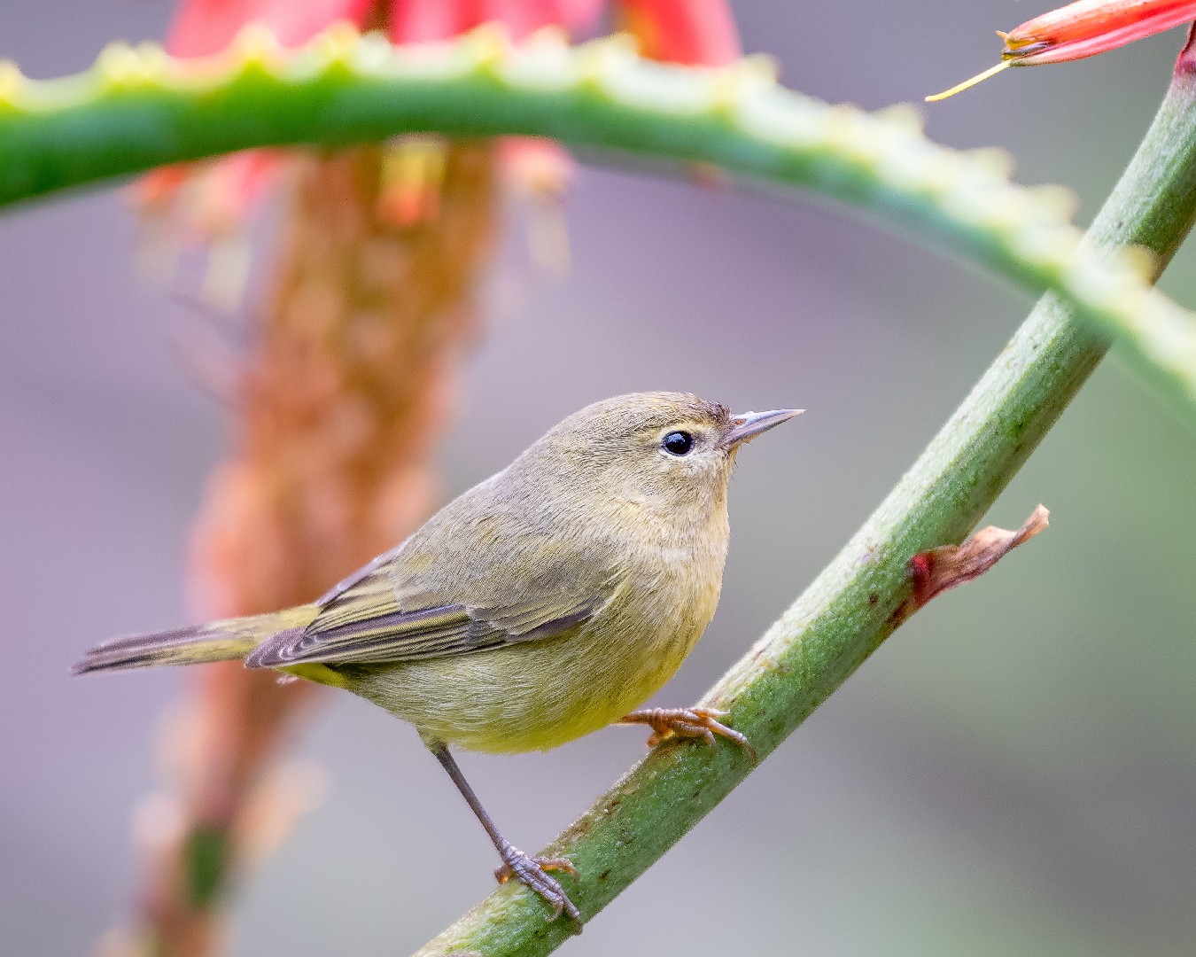 Reinita coroninaranja (Leiothlypis celata) - Picture Bird