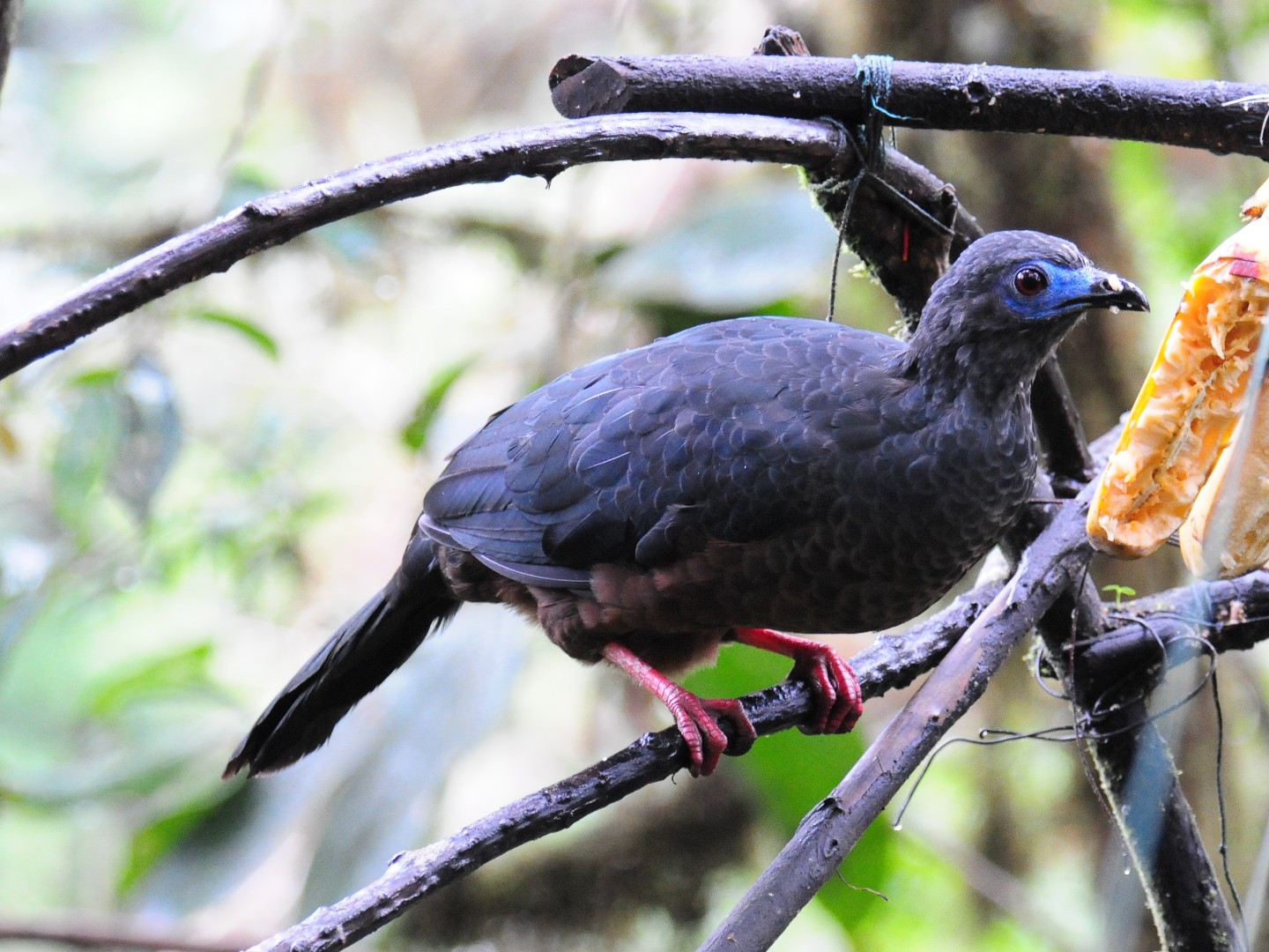 Pava falcialar (Chamaepetes goudotii) - Picture Bird