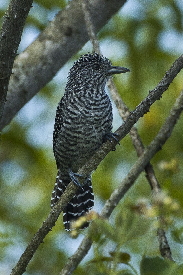 Batará crestibarrado (Thamnophilus multistriatus) - Picture Bird