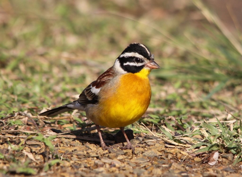 Желтобрюхая овсянка (Emberiza flaviventris) - Picture Bird