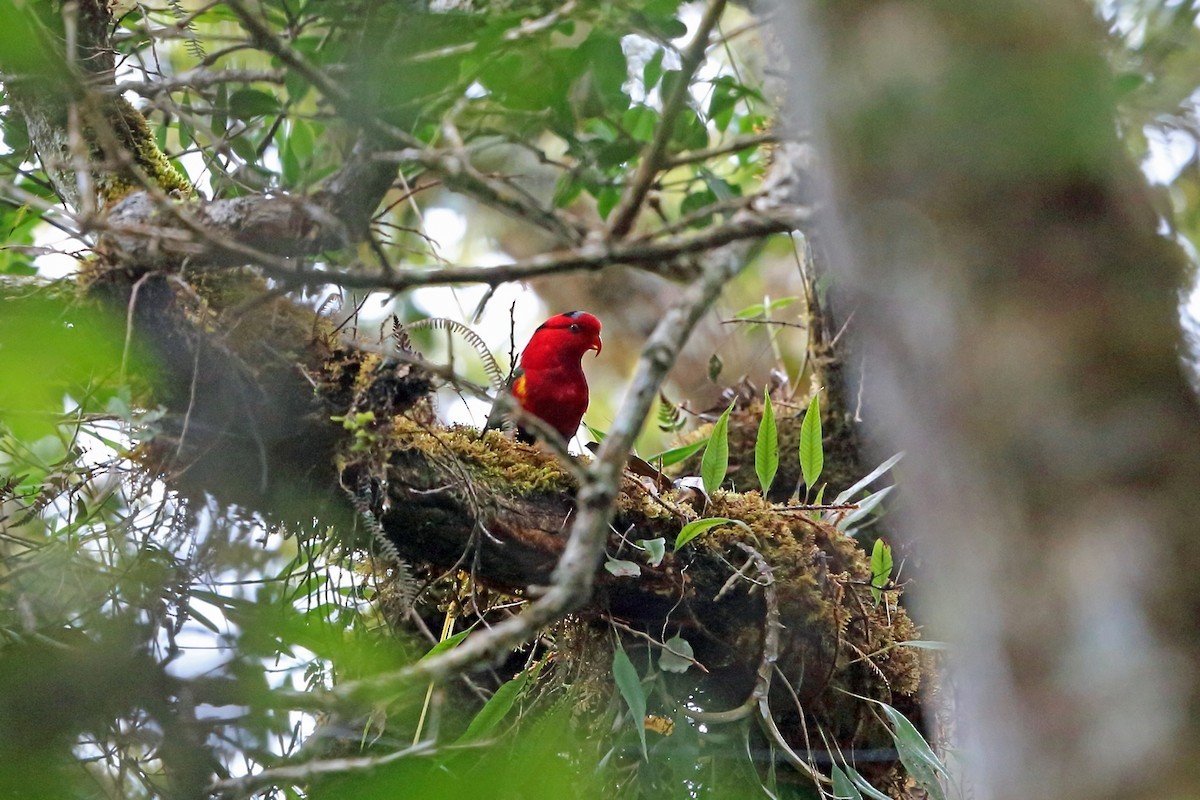 Charmosyna (Charmosyna) - Picture Bird